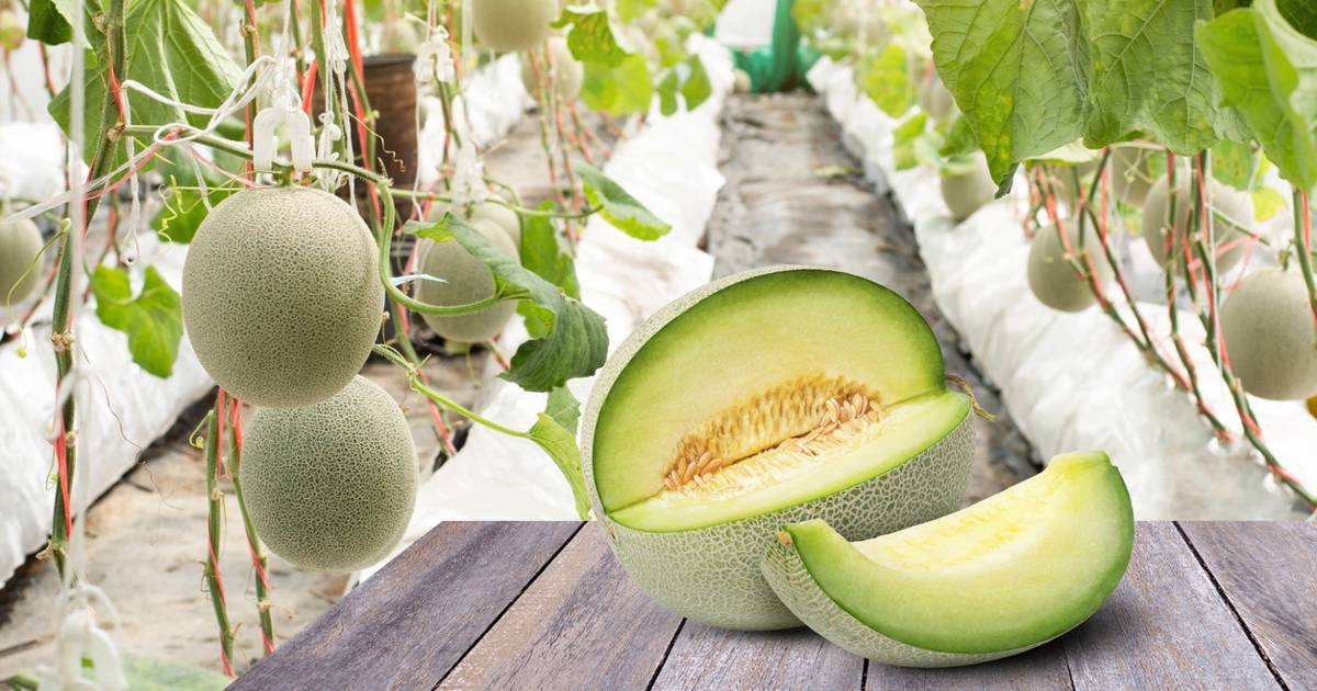 Cómo cultivar melones: siembra en invierno y recoge en verano