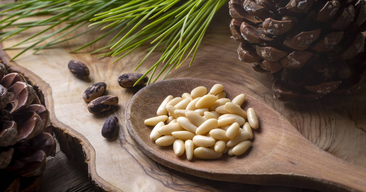 Piñones: propiedades, consejos de cocina y diferencias entre el piñón ...