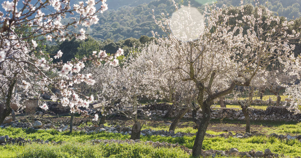 Mallorca también tiene su “Jerte”: los mejores lugares de la isla para ...