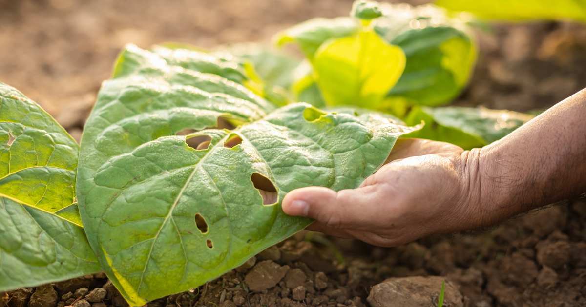 El truco de un experto en huerto ecológico contra las plagas: "El ...