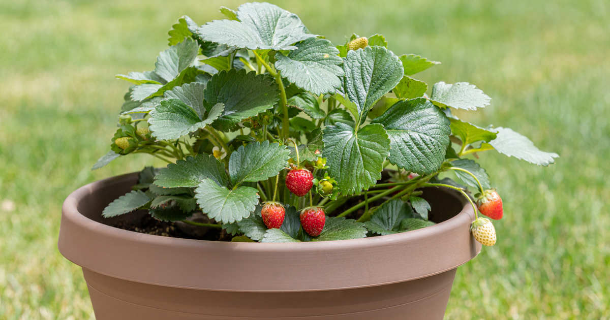 Recipiente Para El Cuidado De Plantas De Fresa Cómo Cultivar Fresas