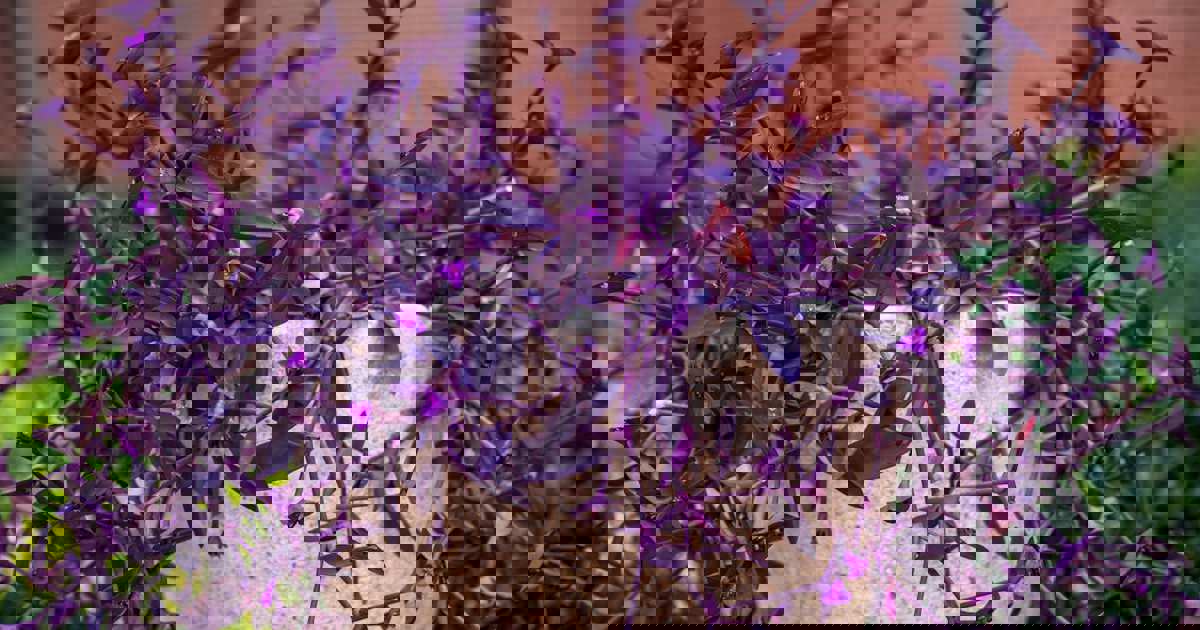 Arbusto De Hojas Moradas De Florida