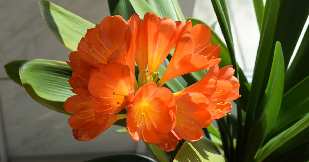 Cómo cuidar de tu clivia (Clivia miniata), la bonita y resistente planta de grandes flores ...