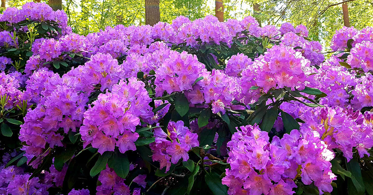 Cuidados del rododendro para un crecimiento sano y una floración ...