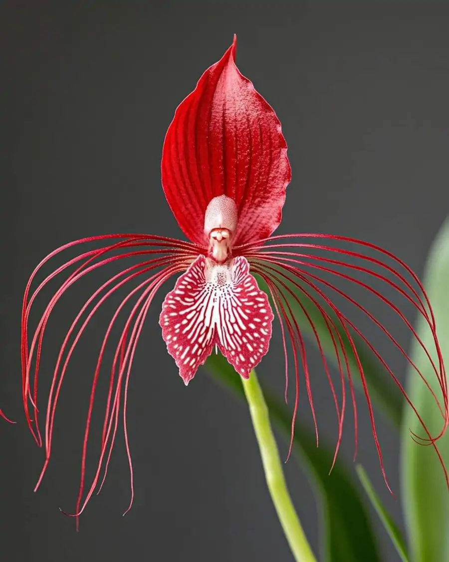 10 flores raras que parecen de otro planeta (y te abducen con su belleza)