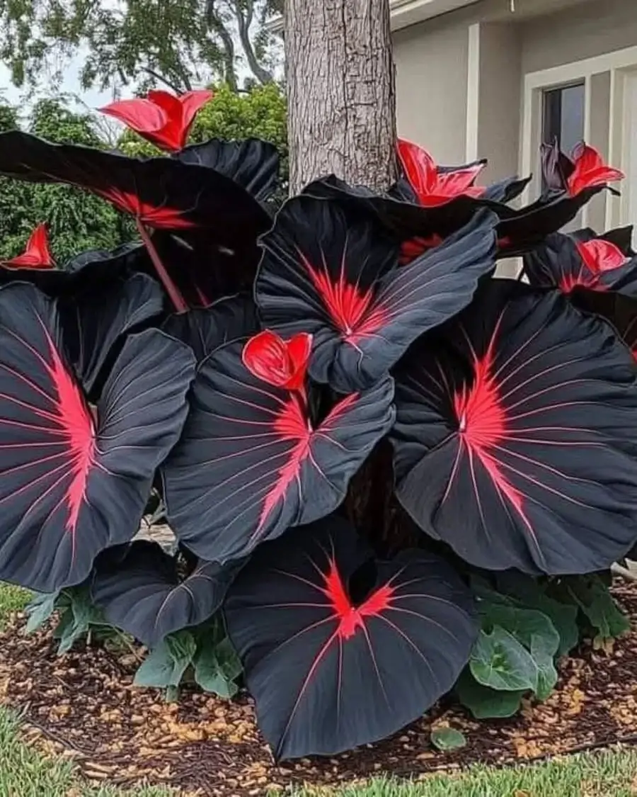 10 flores raras que parecen de otro planeta (y te abducen con su belleza)