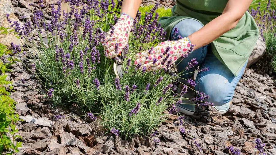 Este es mi fácil y desconocido truco para revivir la lavanda cuando ...