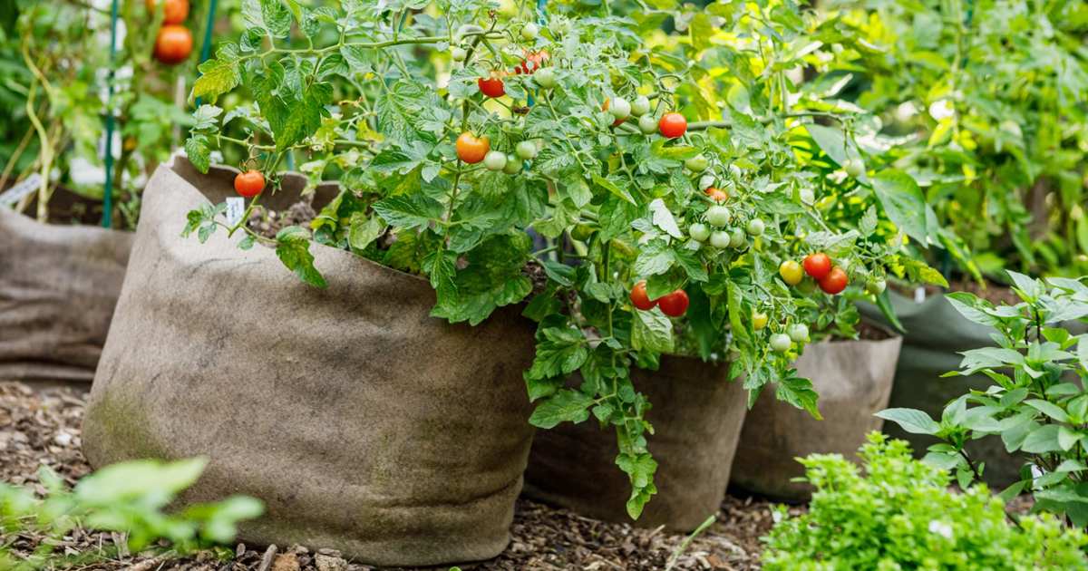 Plantar tomates cherry, una golosina natural fácil de cultivar en casa ...