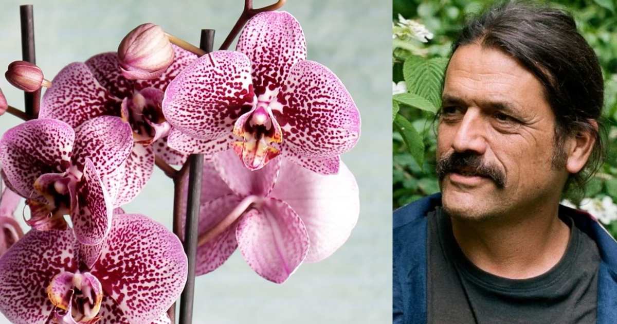 Cómo eliminar la cochinilla de las orquídeas con remedios caseros naturales