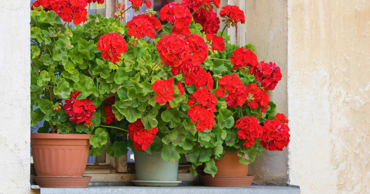 Geranios: los cuidados y trucos que solo conocen los buenos jardineros ...