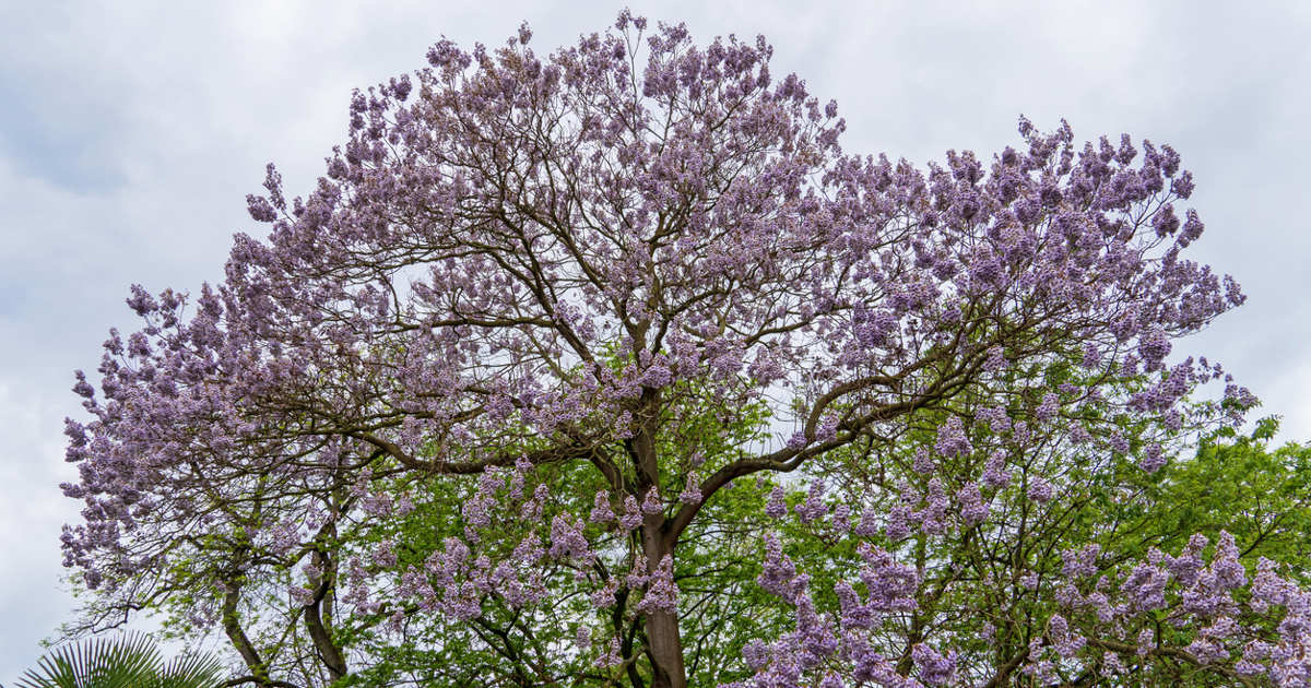 Este árbol crece tan rápido que el verano que viene ya estará dándote ...