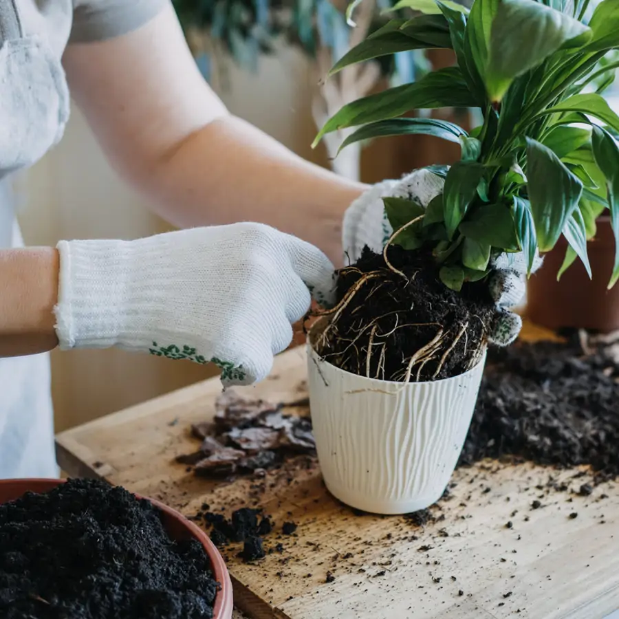 Así puedes cuidar y podar la glicina, una planta trepadora única que ...