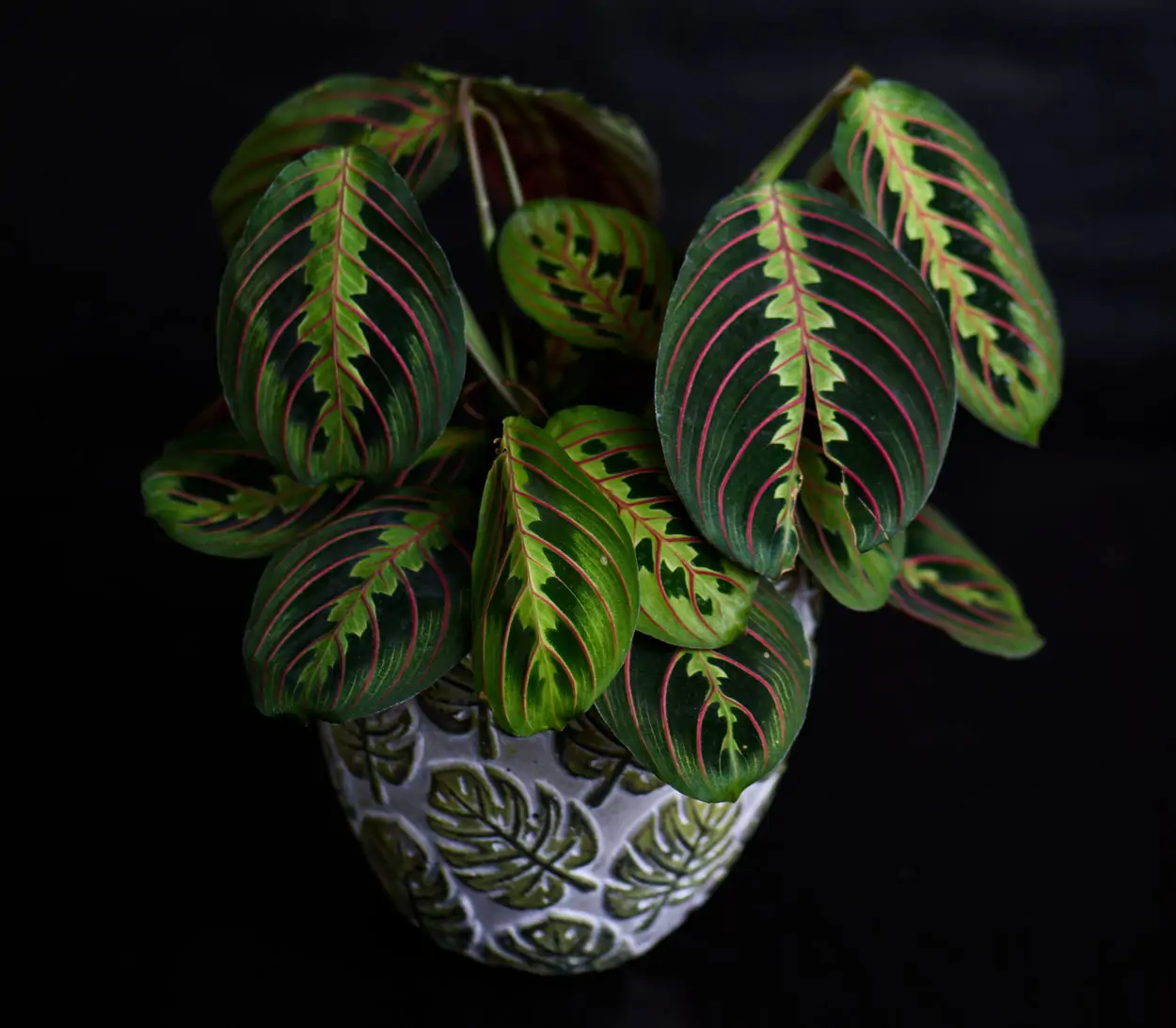 Oscuras, con venas marcadas o muchos agujeritos: las plantas más ...