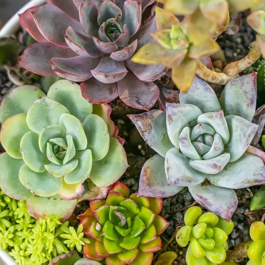 Cola de zorro, la espectacular planta que da movimiento al jardín y ...