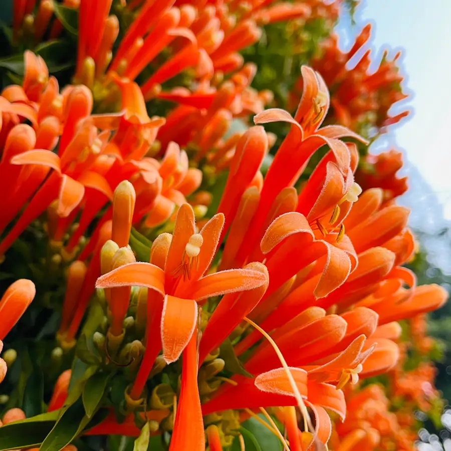 El arte de prensar flores paso a paso