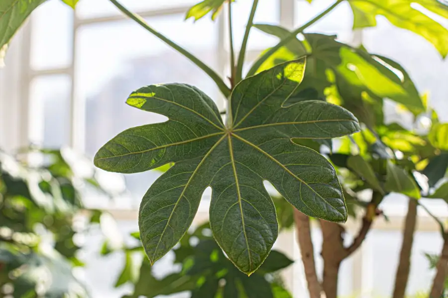 Aralia o Fatsia japonica: una planta imponente, bella y resistente muy ...