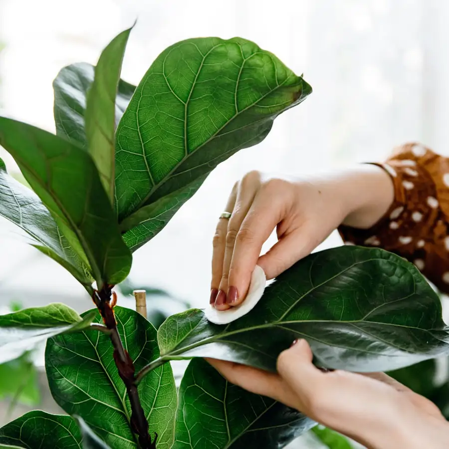Plantas acidófilas: cuáles son y qué necesitan para crecer bien