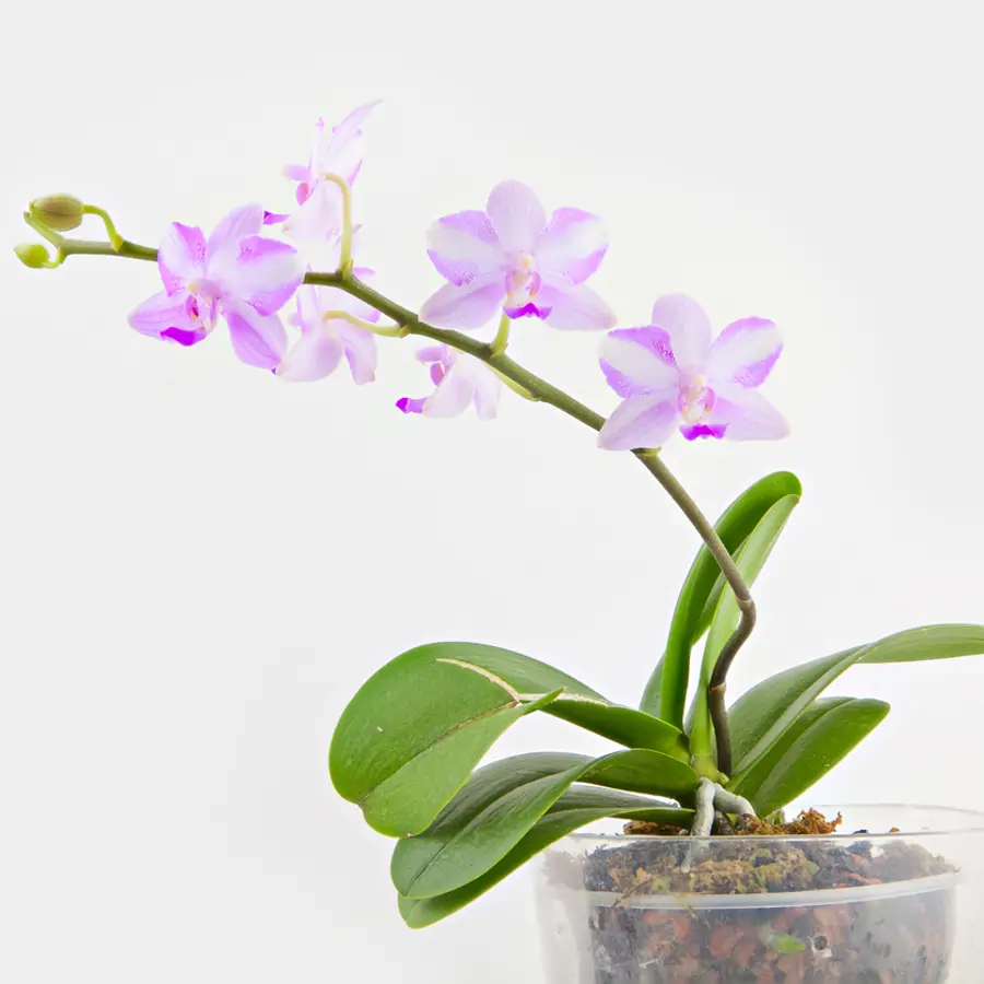 Cuánta luz necesitan las orquídeas para florecer año tras año