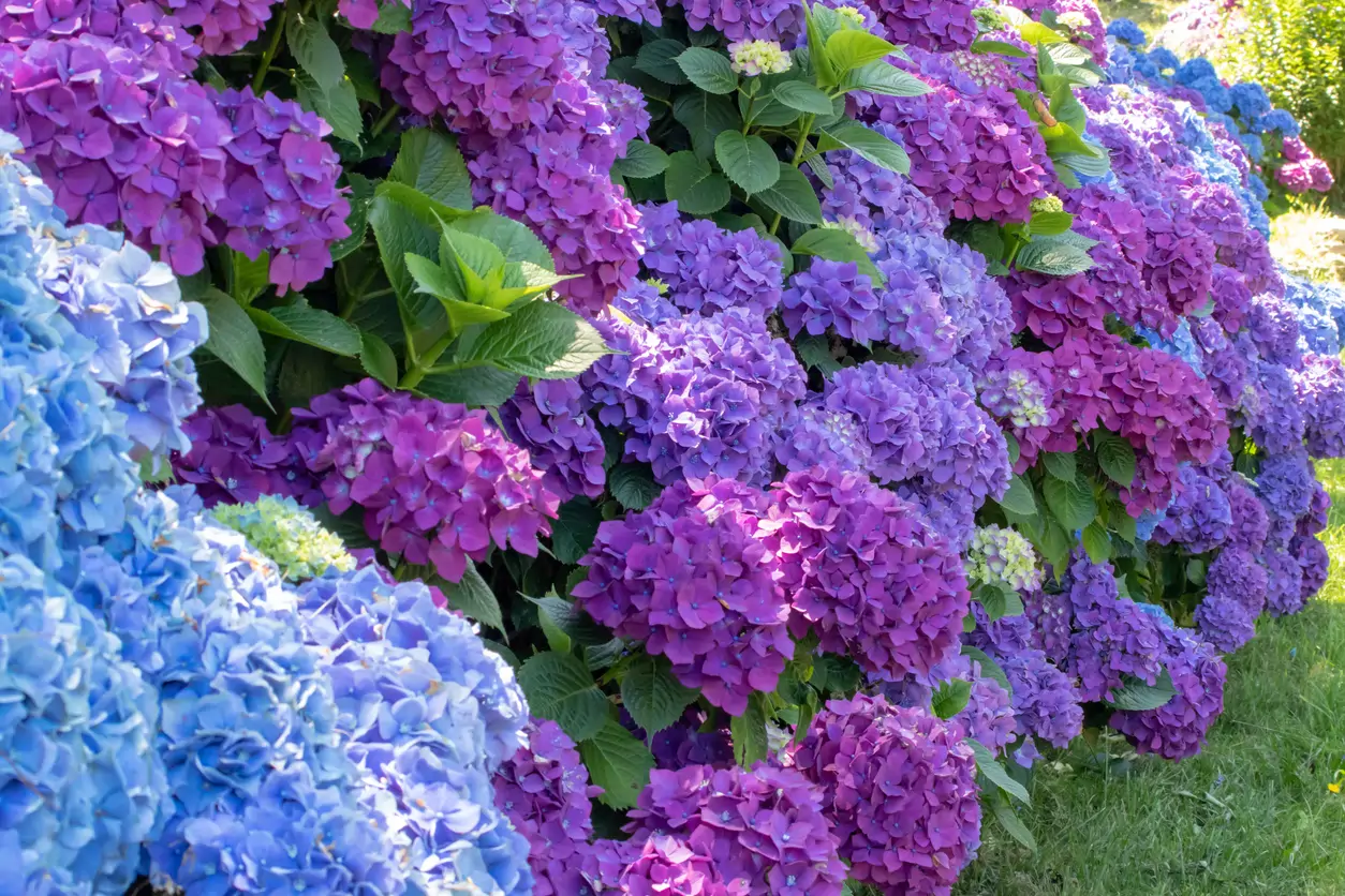 20 flores moradas bonitas y llenas de simbolismo para regalar o poner ...