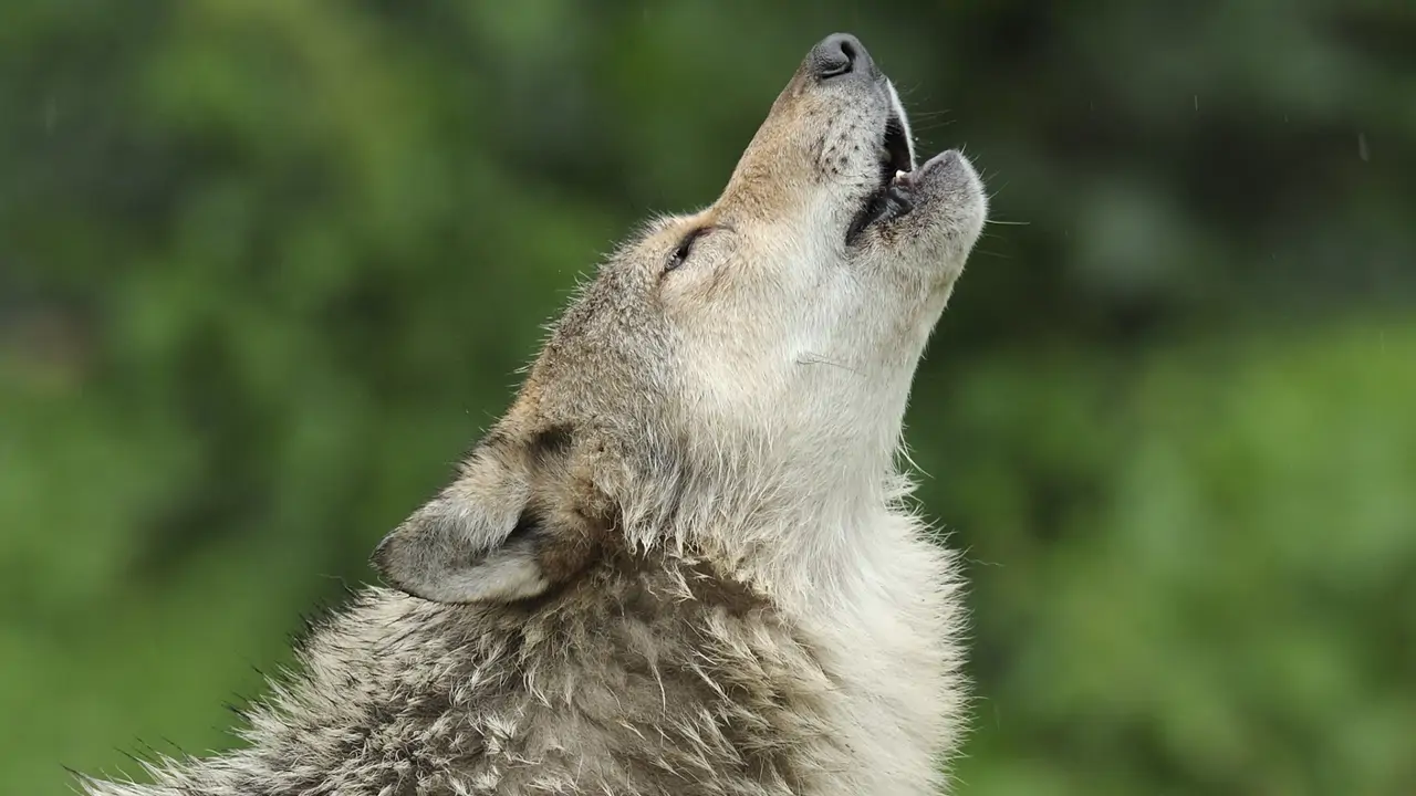 Qué significa "el hombre es un lobo para el hombre": la frase de la ...