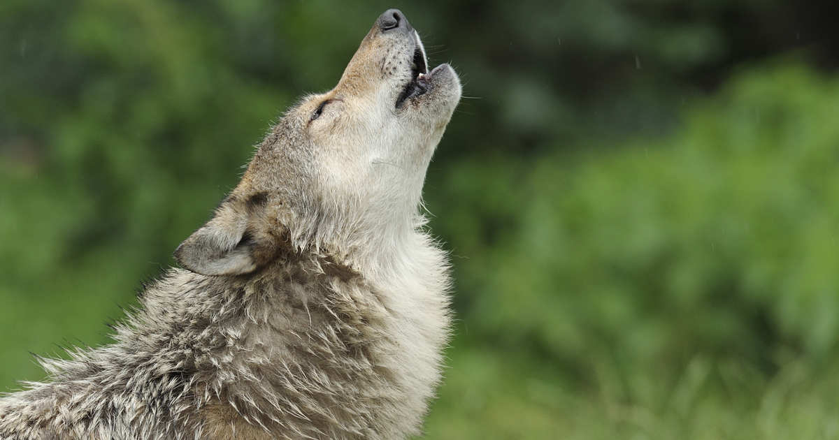 Qué significa "el hombre es un lobo para el hombre": la frase de la ...