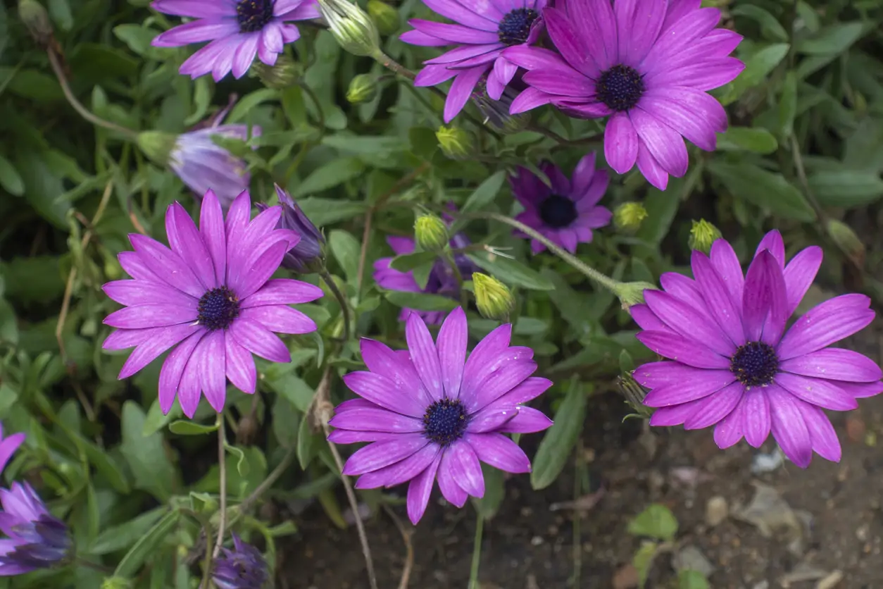 20 flores moradas bonitas y llenas de simbolismo para regalar o poner ...