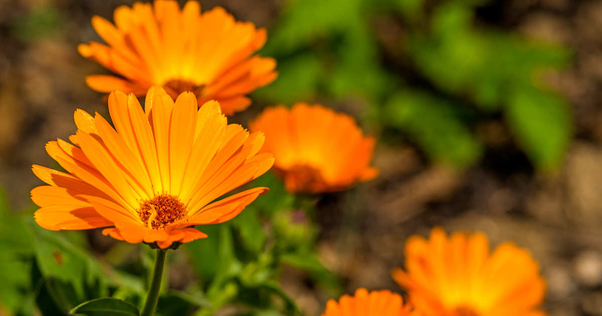 30 flores naranjas perfectas para regalar o aportar un toque de calma ...