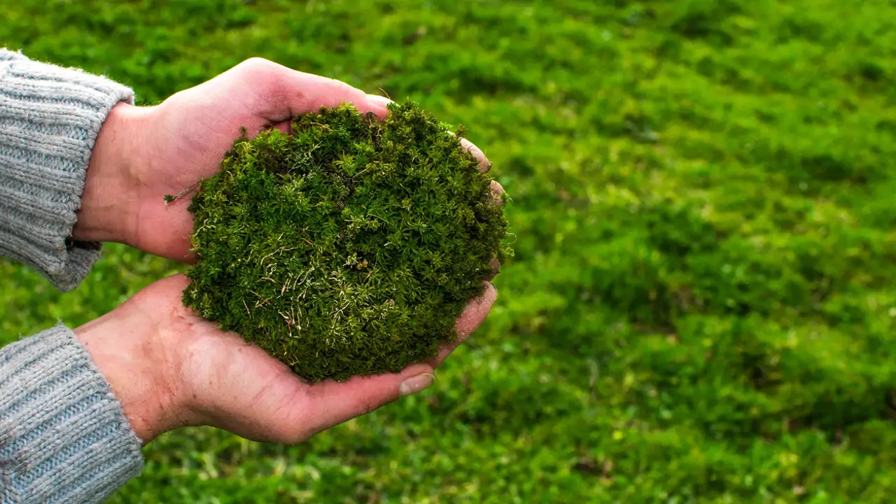 Musgo sphagnum: qué es, para qué sirve y cómo hacer que te dure