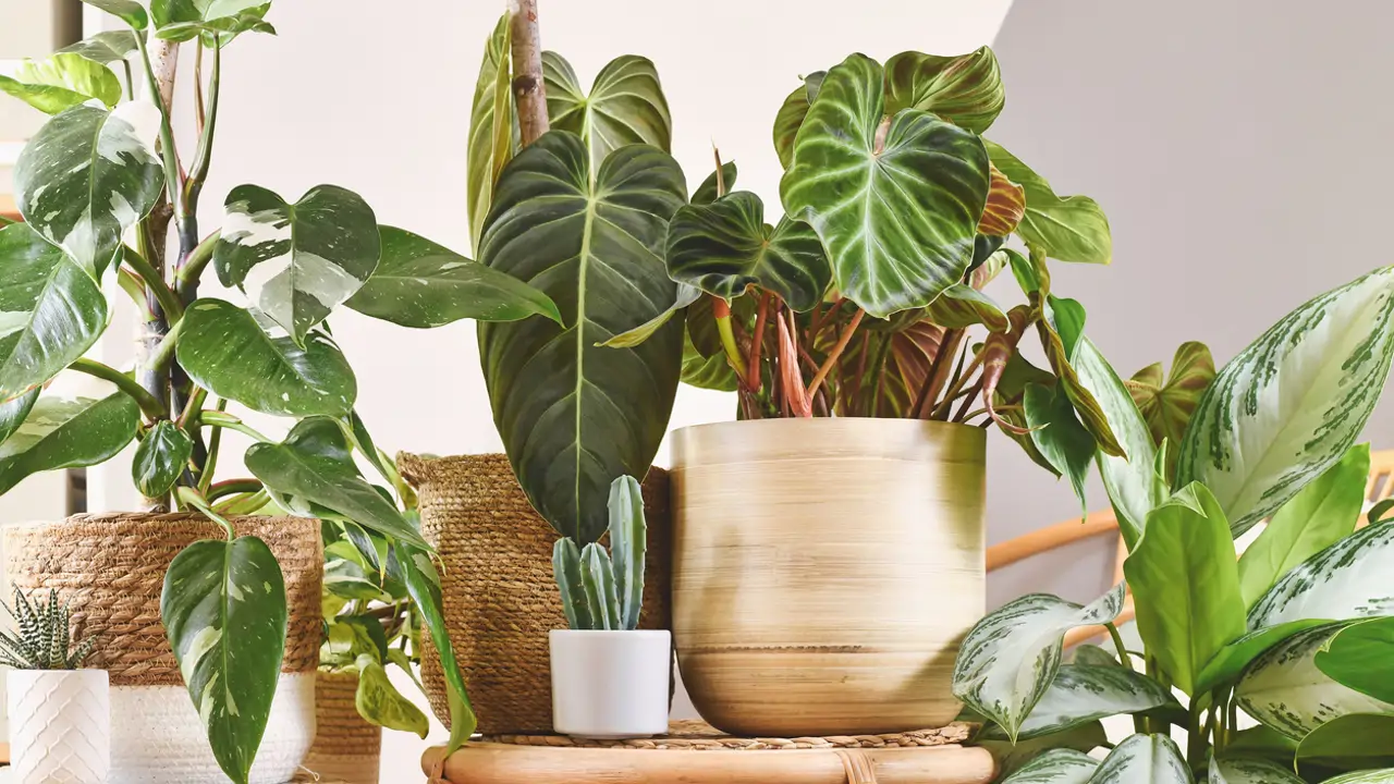 Las 10 mejores plantas para espacios pequeños, bonitas y fáciles de cuidar