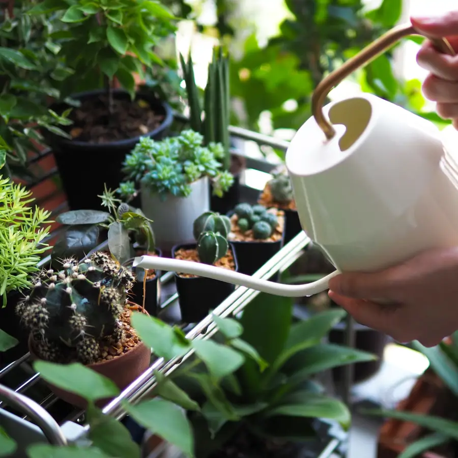 Cómo cuidar la pata de elefante o Beaucarnea recurvata, una planta de ...