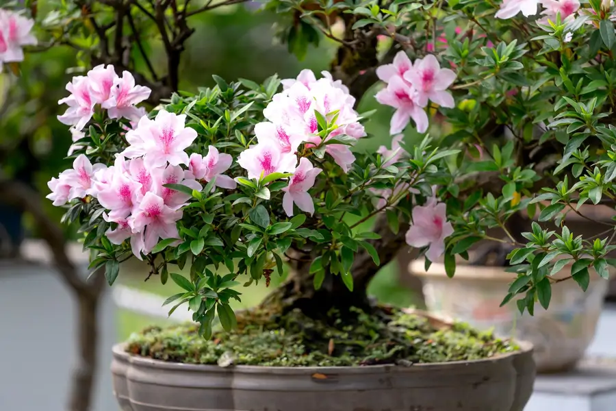 Cómo cuidar las azaleas para que estallen en flores y alegren tu casa ...