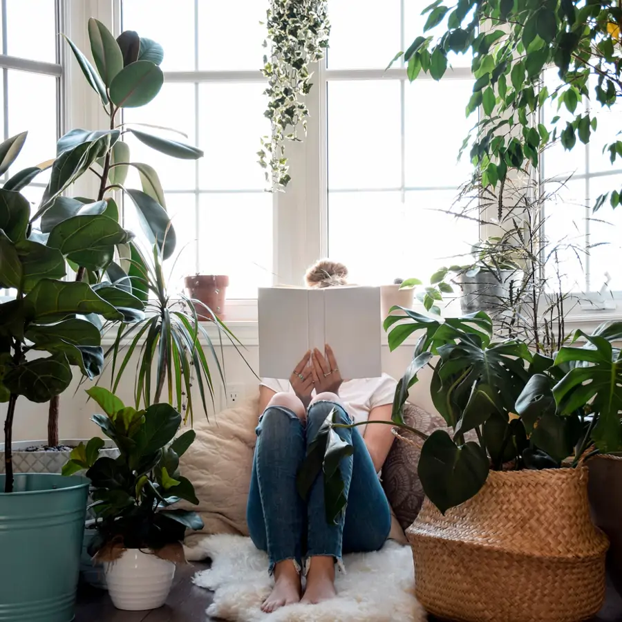 Cómo cuidar la cinta: la planta todoterreno que purifica el aire de ...