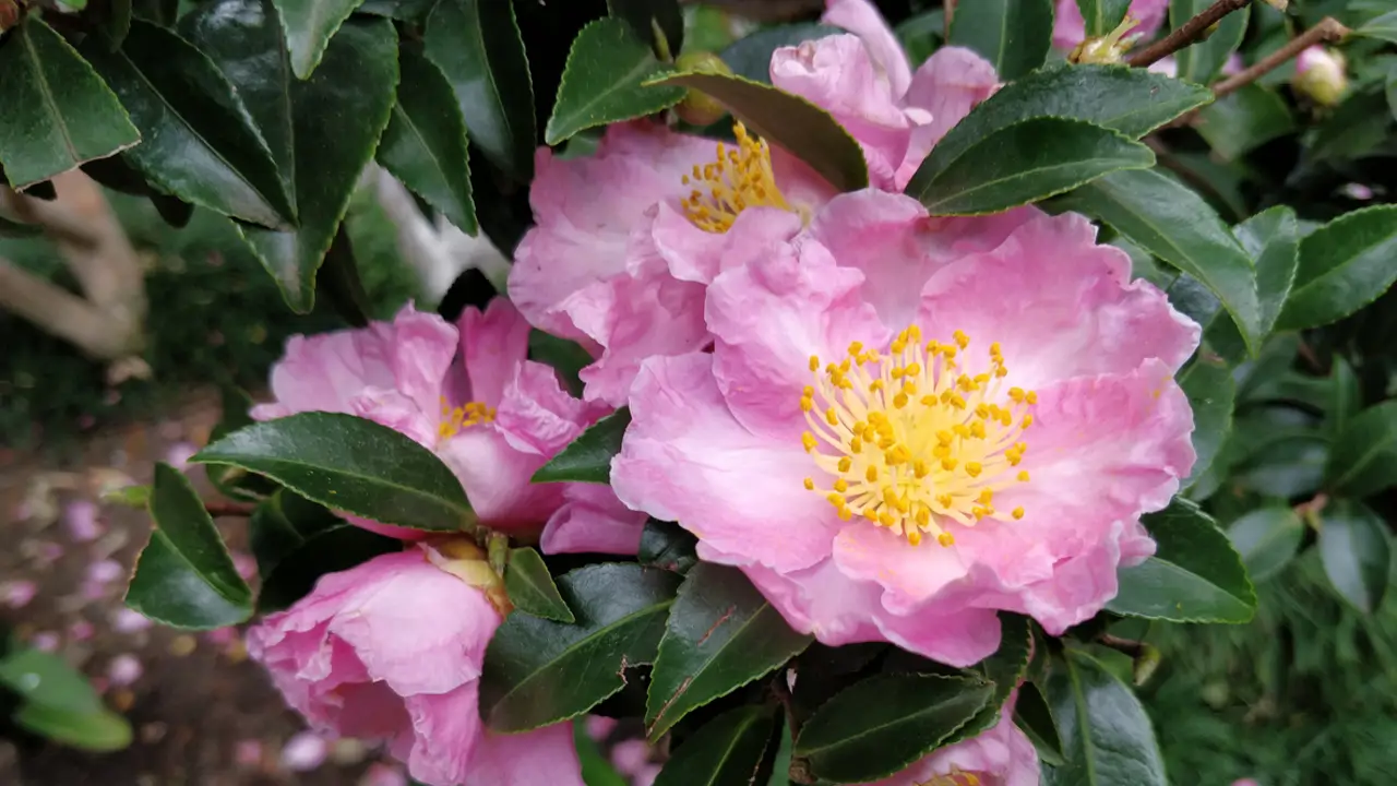 "Camelia sasanqua", la enigmática y bonita camelia de Navidad que lo ...