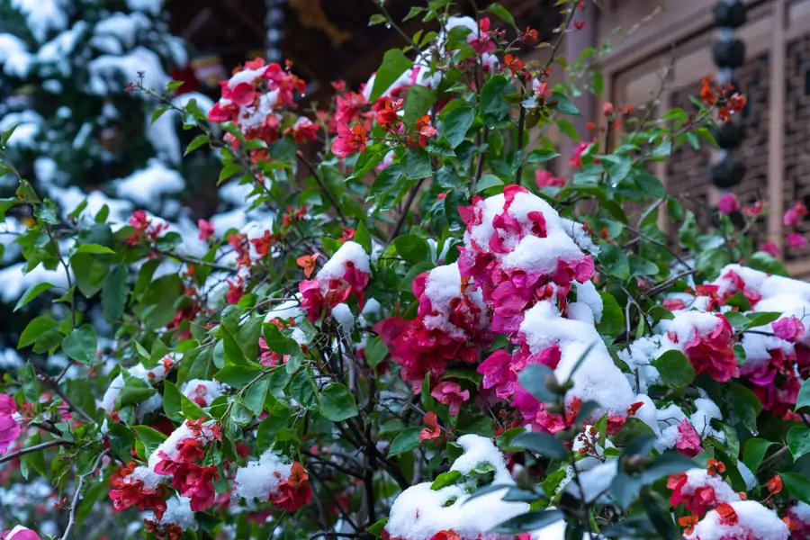 "Camelia sasanqua", la enigmática y bonita camelia de Navidad que lo ...