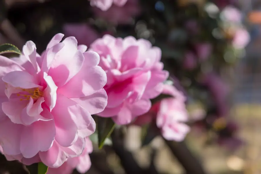 "Camelia sasanqua", la enigmática y bonita camelia de Navidad que lo ...