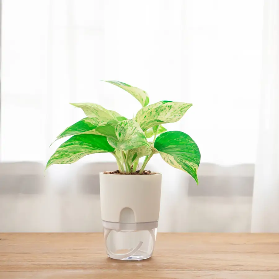 Eva Duran, experta en plantas: "Los cubremacetas decoran y pueden dar ...