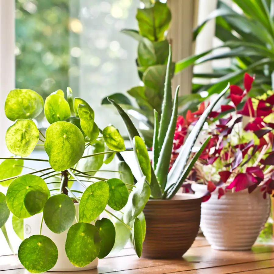 Alonso André, experto en plantas: "Usar macetas transparentes puede ser ...