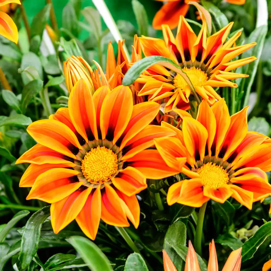 Así se cuidan las surfinias, las bonitas flores que traerán la ...