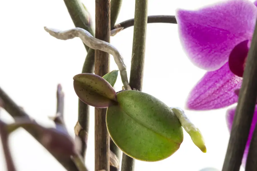Qué es un keiki y cuándo cortarlo para reproducir orquídeas con éxito