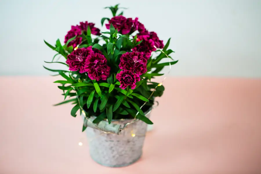 Cómo sembrar claveles para tener la casa llena de flores toda la temporada