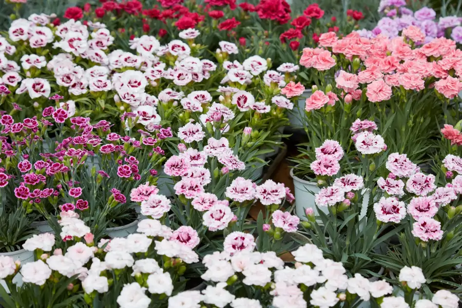 Cómo sembrar claveles para tener la casa llena de flores toda la temporada