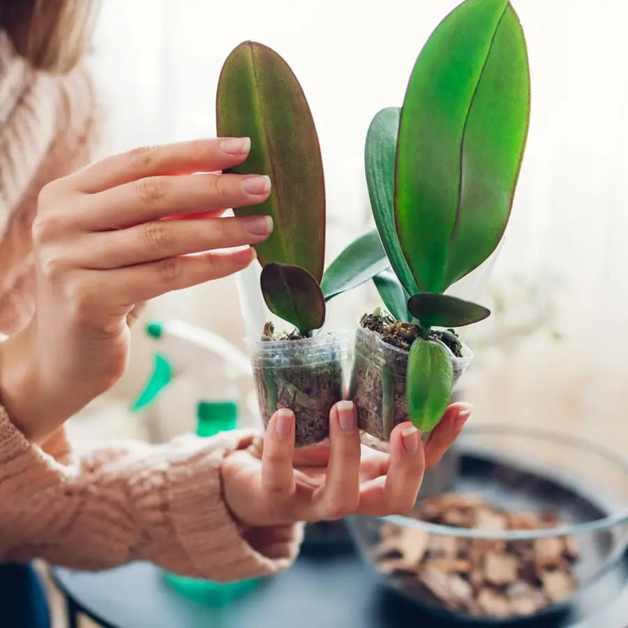 Cómo cuidar el Ficus lyrata, la imponente planta de interior que crece ...