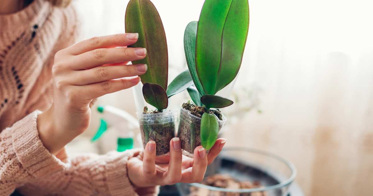 Alonso André, experto en plantas: "Usar macetas transparentes puede ser ...