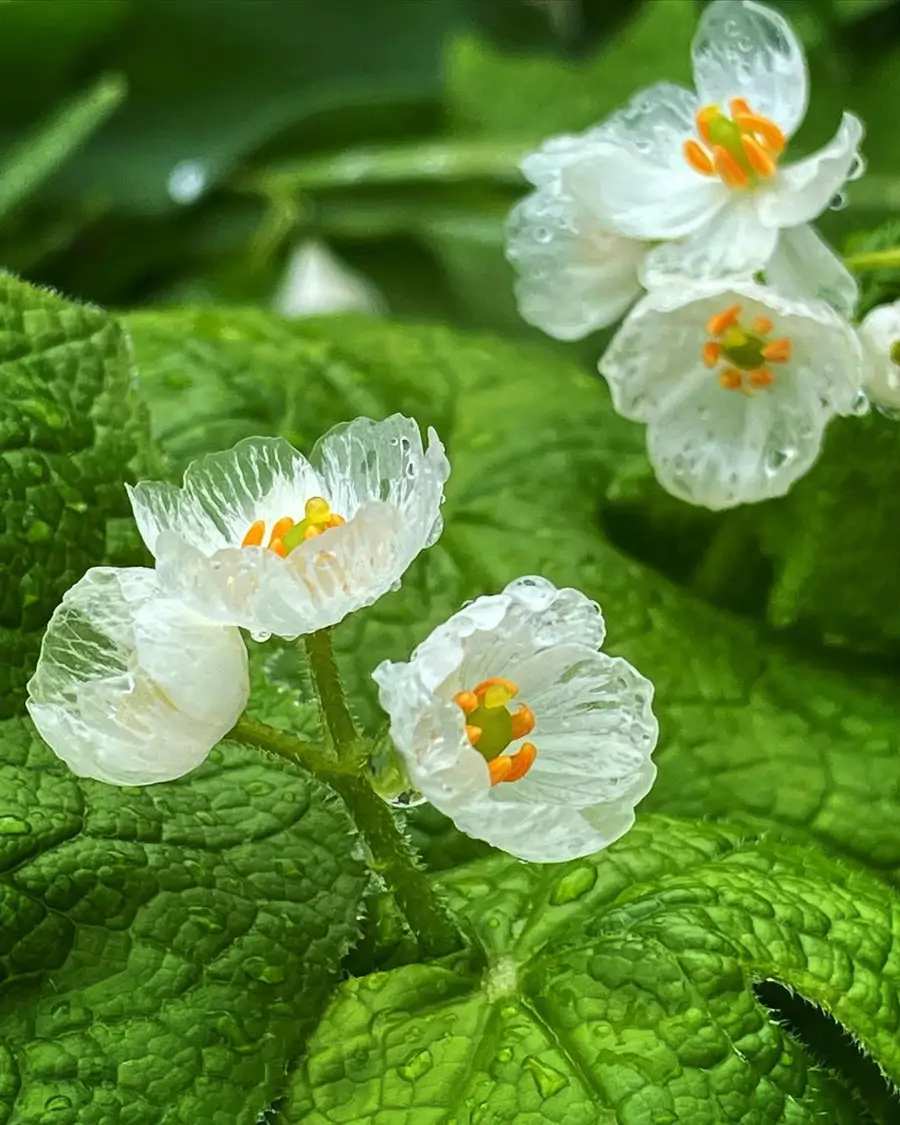 La preciosa flor que se vuelve transparente con la lluvia y te enseña ...