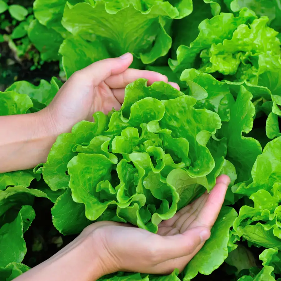 Fructooligosacáridos: qué son y por qué deberían formar parte de tu dieta