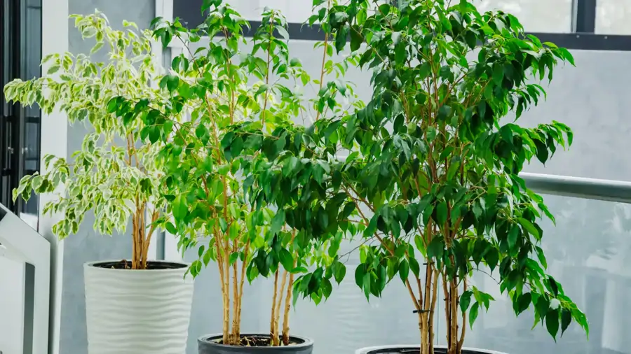 Ficus benjamina, el bonito árbol de interior que llena tu casa de vida