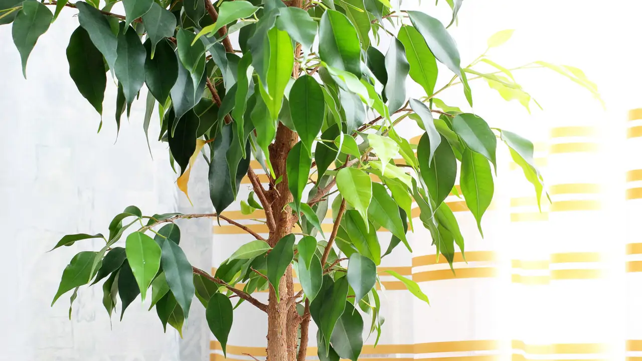 Ficus benjamina, el bonito árbol de interior que llena tu casa de vida
