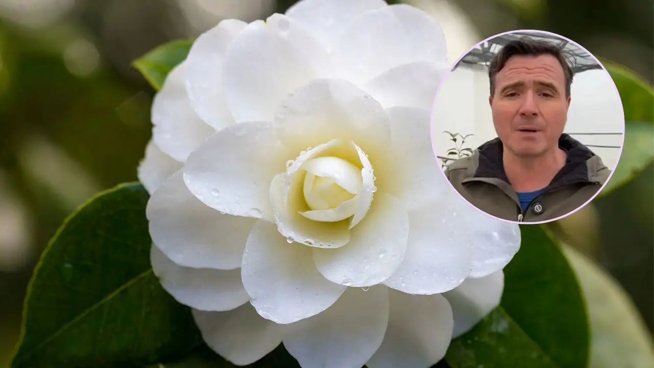 Por qué tu camelia no florece o se le caen los capullos antes de abrirse