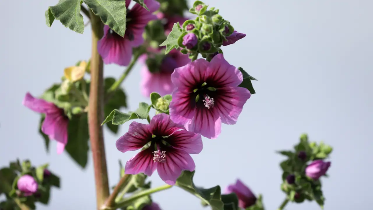 Tipos de malvas y sus cuidados: las pequeñas flores que reivindican el ...