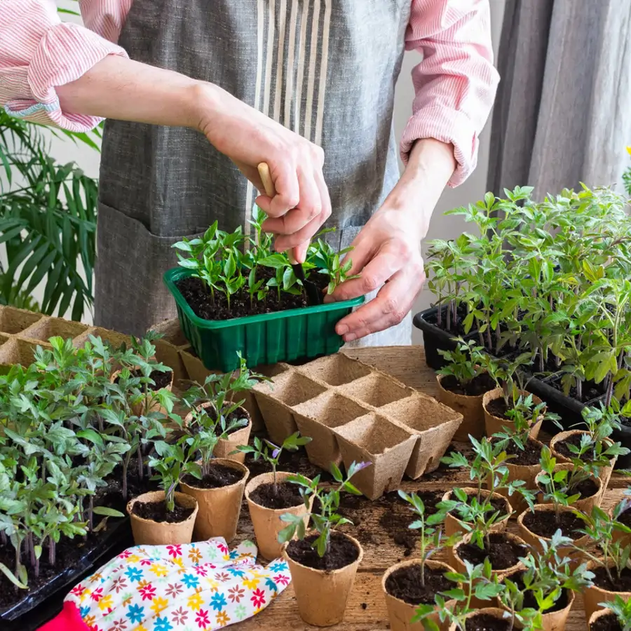 Cómo sembrar claveles para tener la casa llena de flores toda la temporada